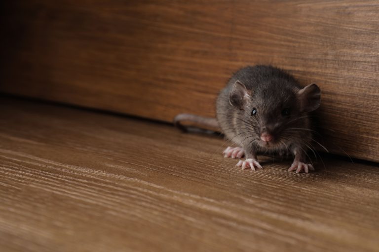 How Long Does It Take to Get Rid of a Rodent Problem? | Pied Piper
