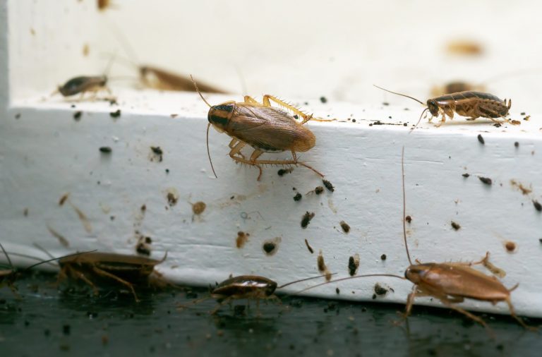 Pest Control for Cockroaches in Alaska | Roach Inspection & Treatment